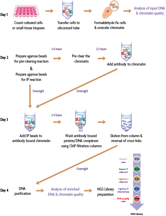 Low Cell ChIP-Seq Optimization Module - Maximize Limited Samples Low Cell ChIP-Seq Optimization Module - Maximize Limited Samples